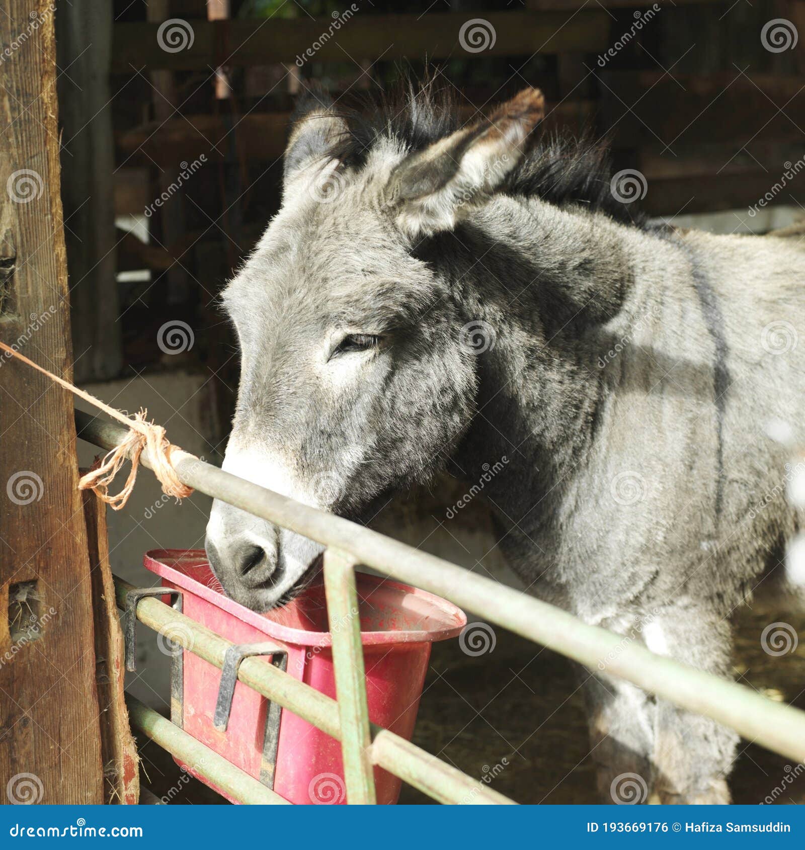 Donkey in Barn. Conceptual Image Shot Stock Photo - Image of ...