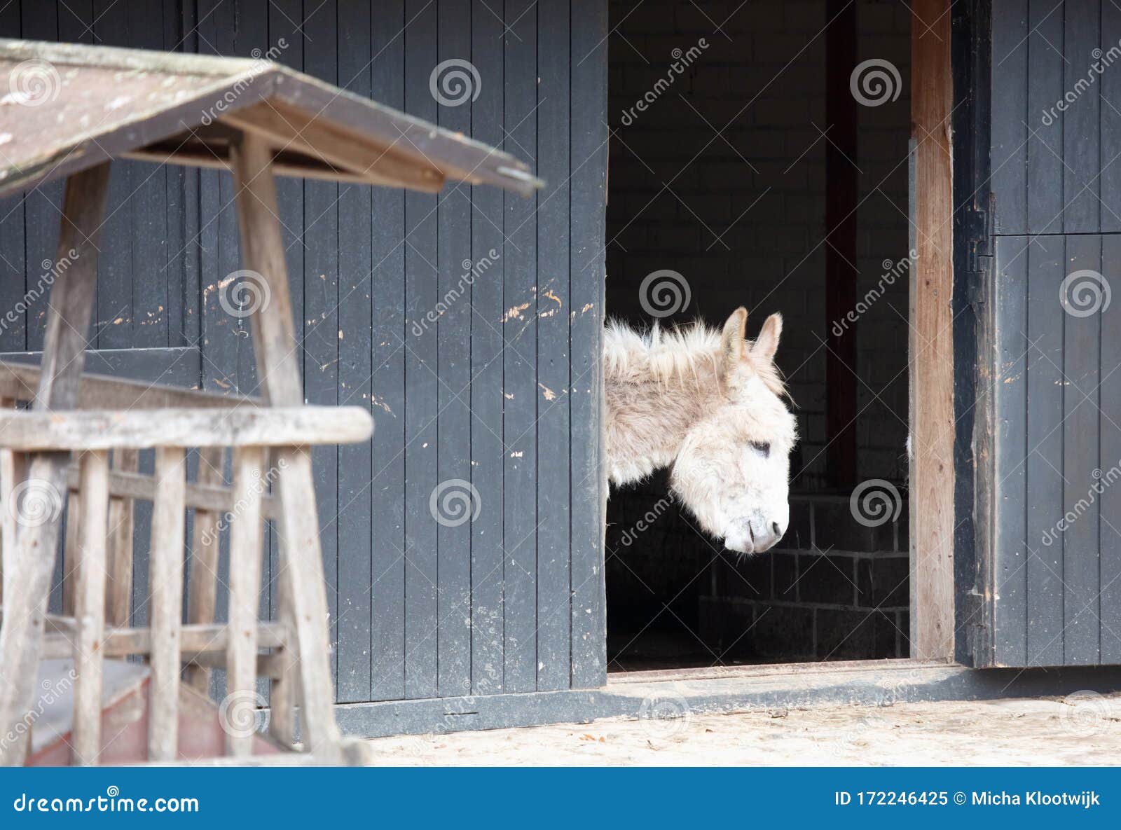 Donkey in a barn stock image. Image of countryside, barn - 172246425