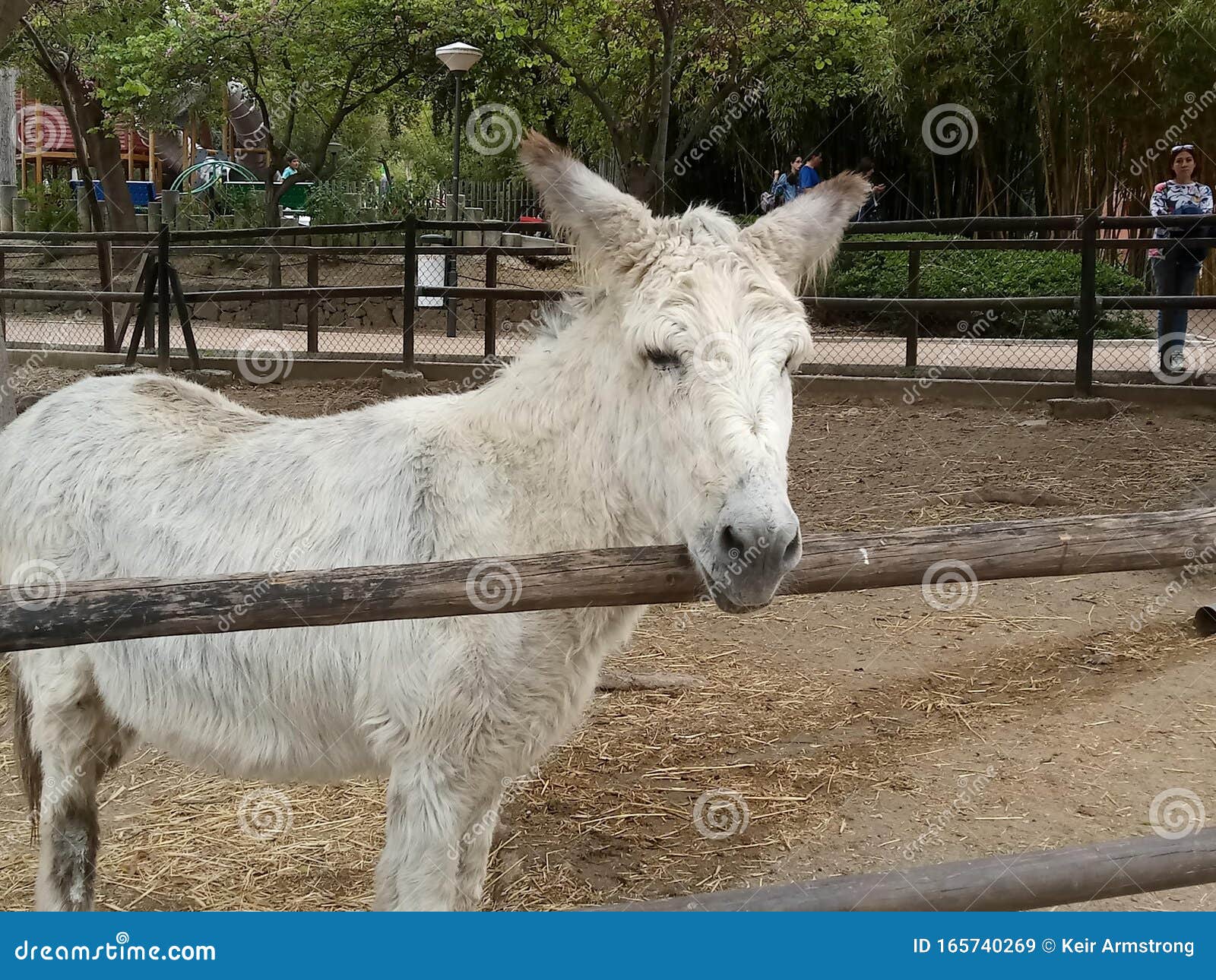 A Donkey in a Barn stock image. Image of white, barn - 165740269