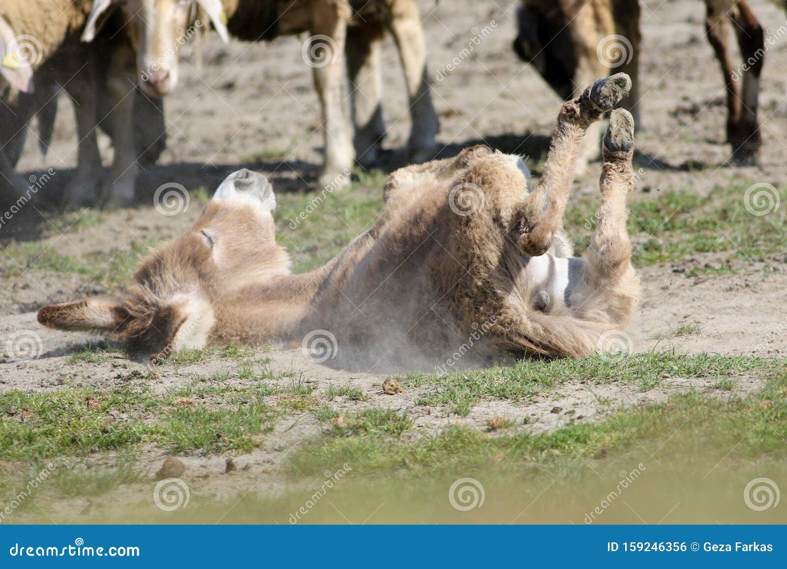 Donkey is Bathing in the Dust Stock Photo - Image of domestic, view ...