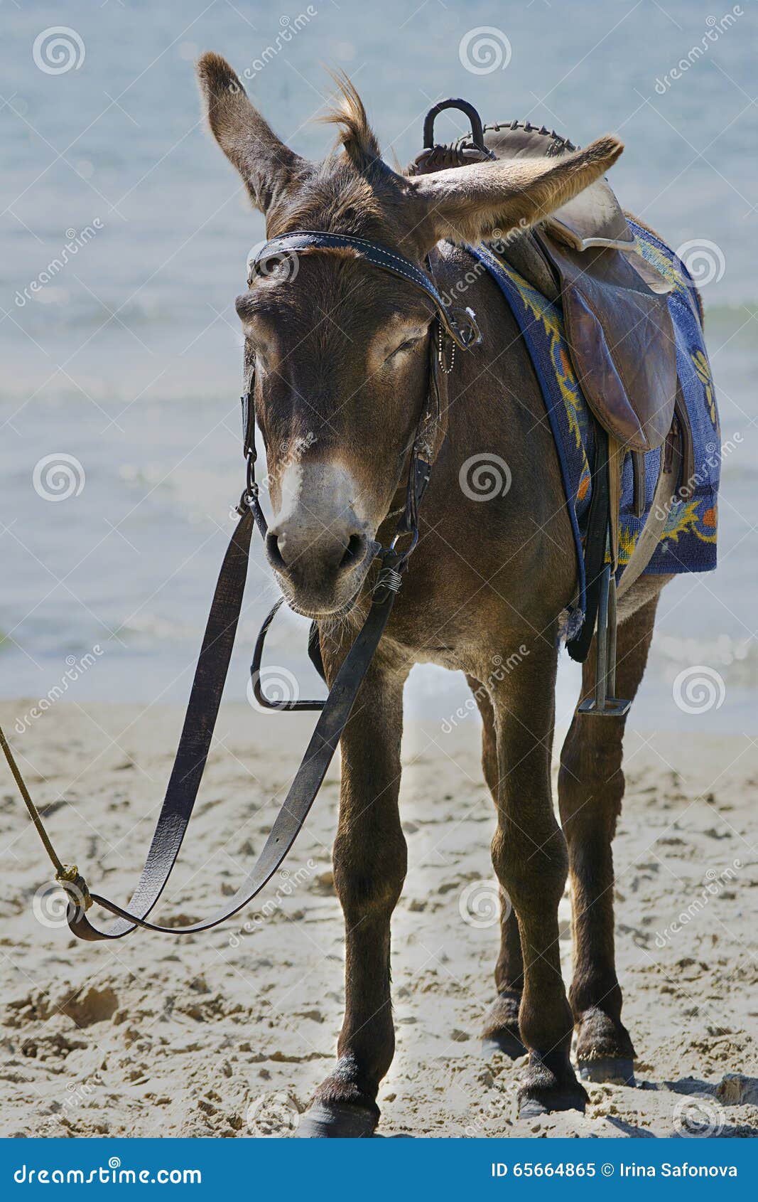 Donkey on the beach stock image. Image of animals, beaches - 65664865