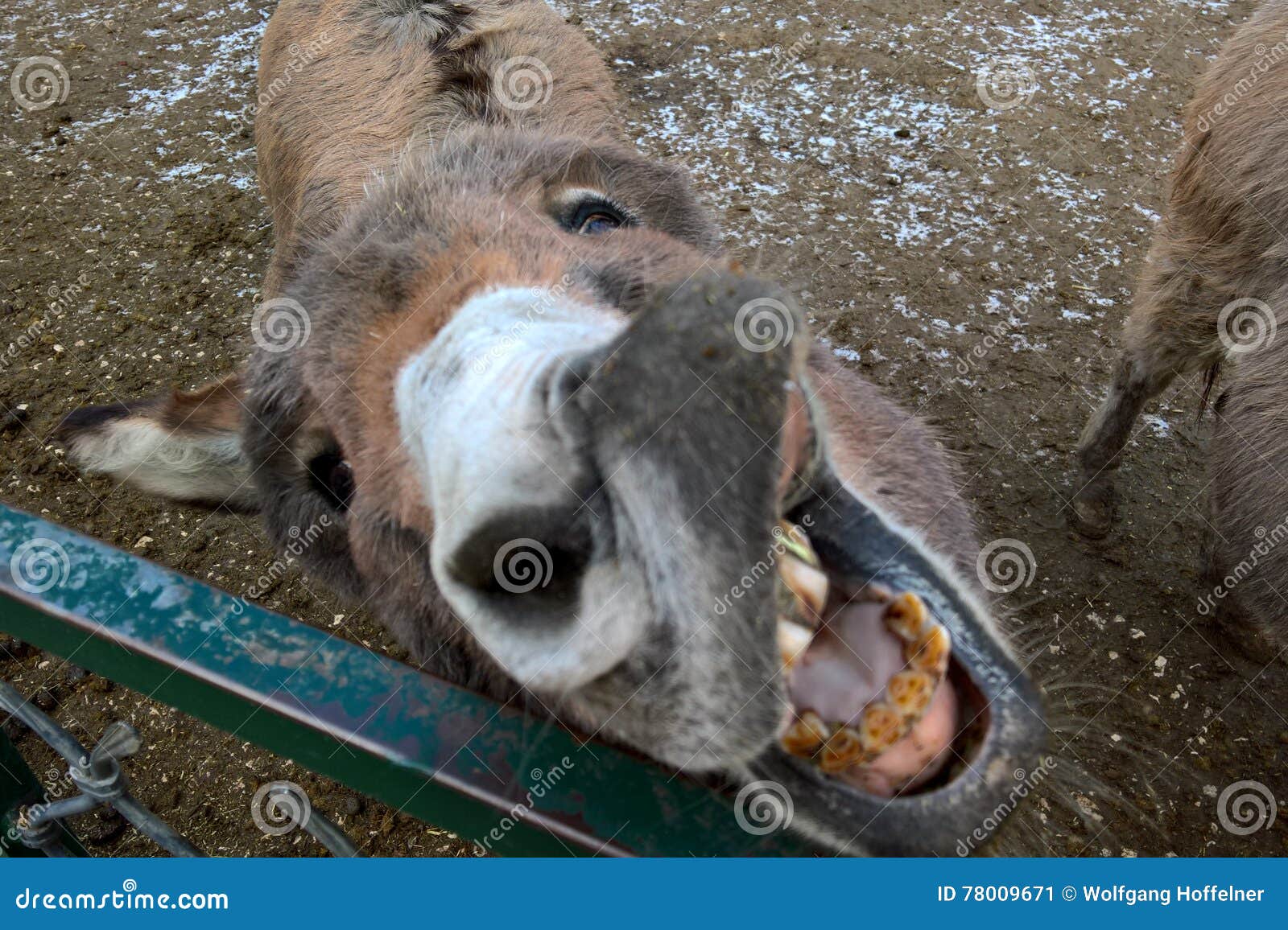 Donkey stock image. Image of begging, nosetrills, feeding - 78009671