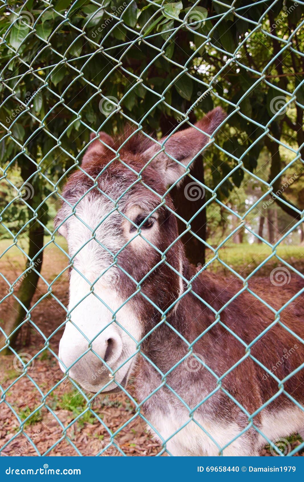 Donkey Beyond an Iron Grill Stock Photo - Image of mammal, grill: 69658440