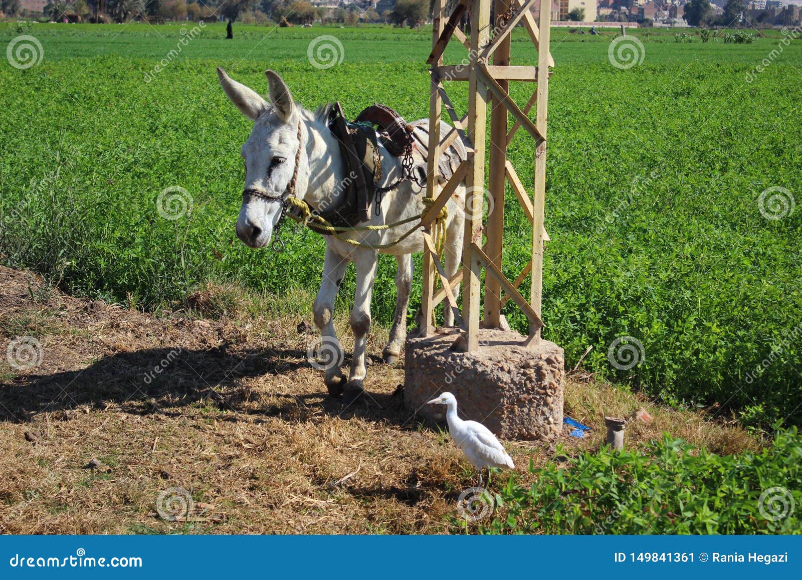 Donkey and Bird in the Field Stock Image - Image of mammal, summer ...
