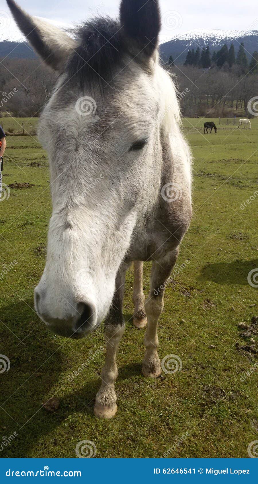 Donkey stock image. Image of donkey, black, dark, light - 62646541