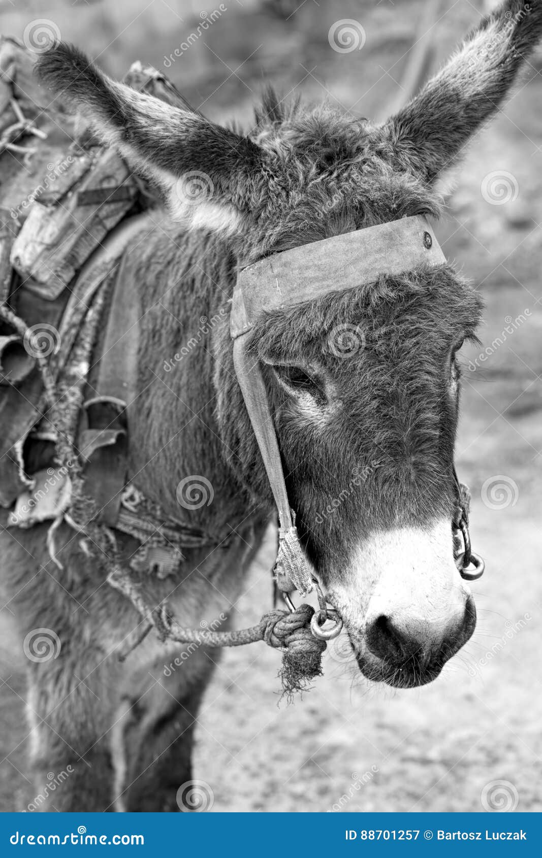Donkey In Black And White Royalty-Free Stock Image | CartoonDealer.com ...