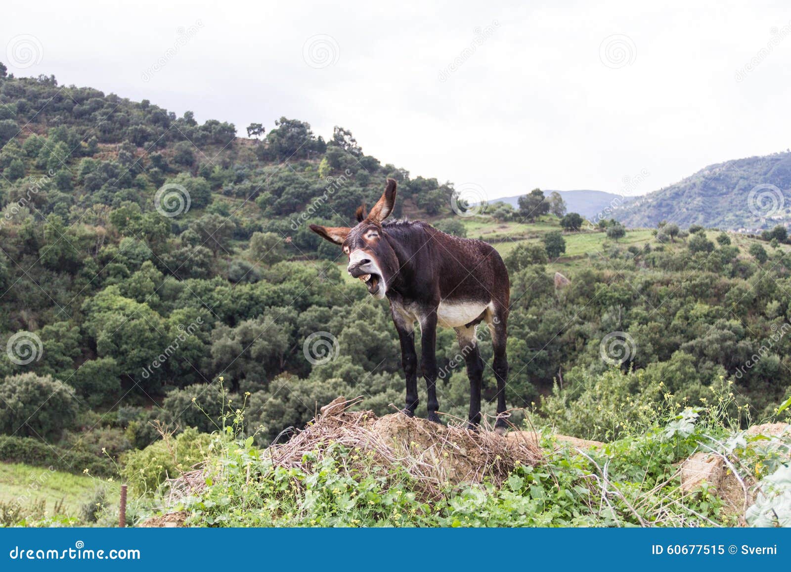 119 Donkey Braying Stock Photos - Free & Royalty-Free Stock Photos from ...