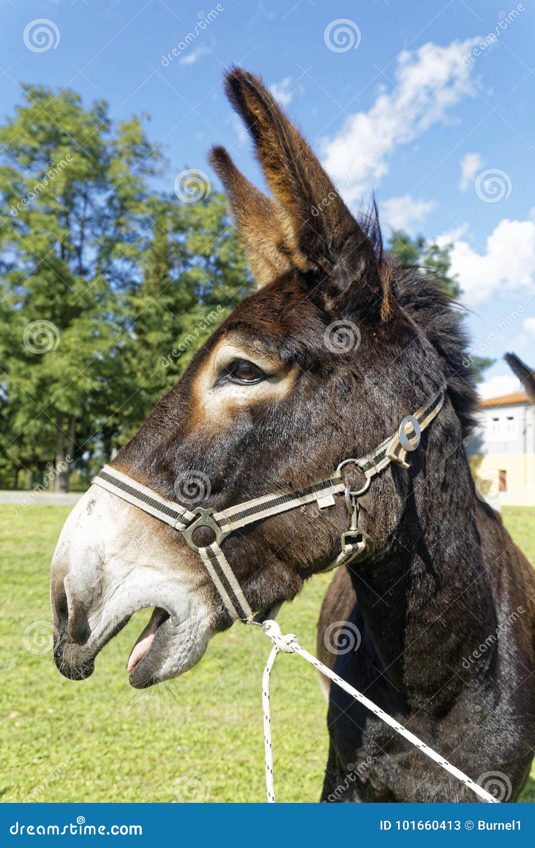 Donkey braying stock image. Image of ears, domestic - 101660413