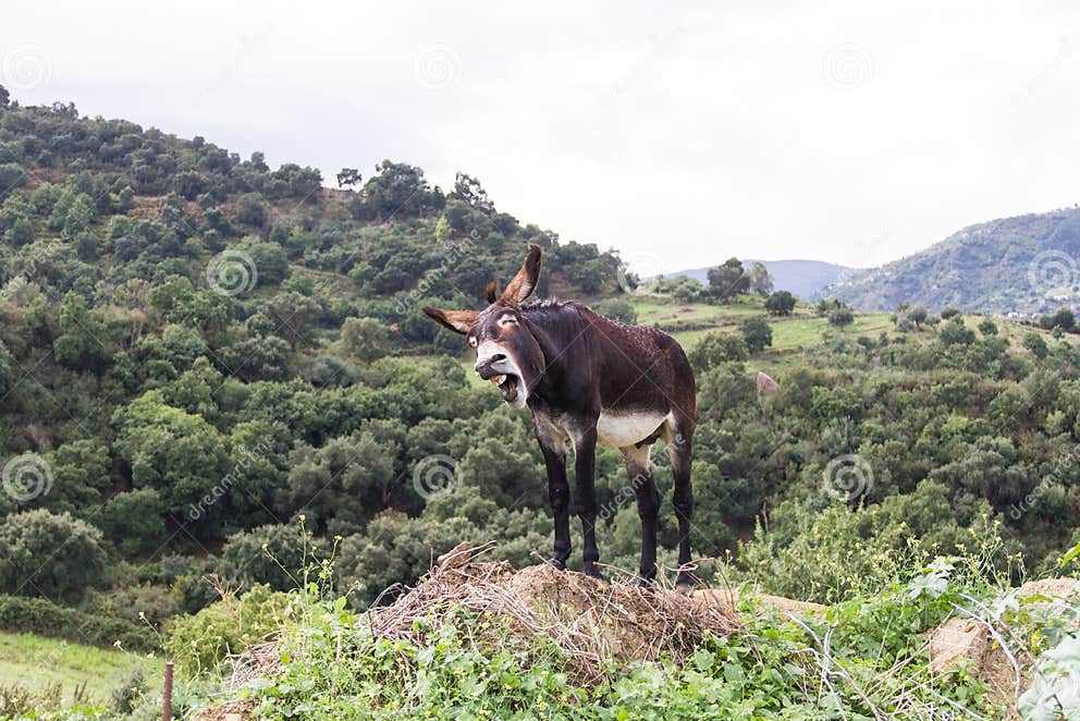 A donkey braying stock image. Image of domestic, landscape - 60677515