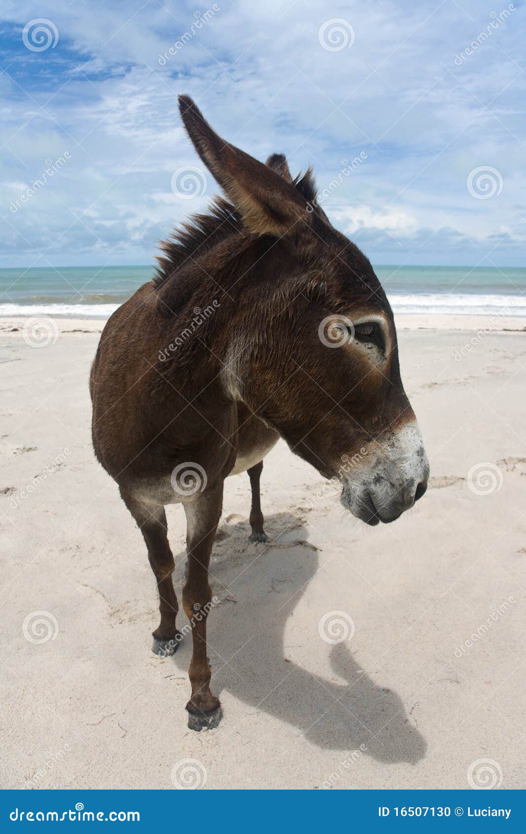 Donkey on a Brazilian Beach Stock Photo - Image of horizon, outdoors ...