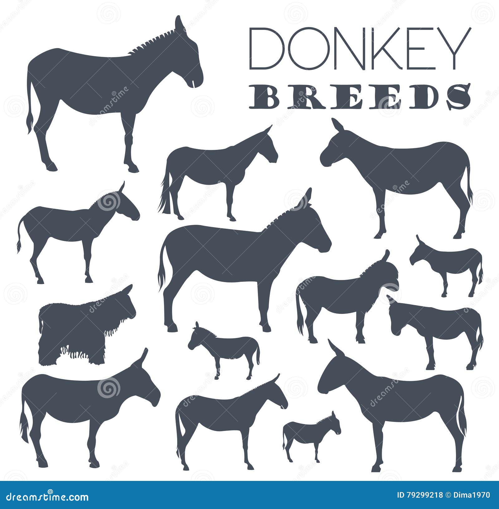 Donkey Breeds Icon Set. Animal Farming Stock Vector - Illustration of ...