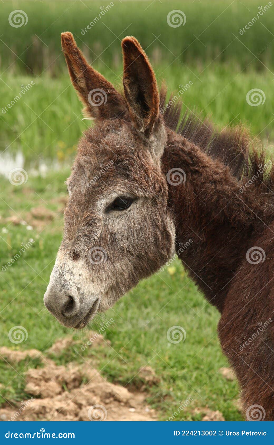 Donkey stock photo. Image of female, close, brown, farm - 224213002