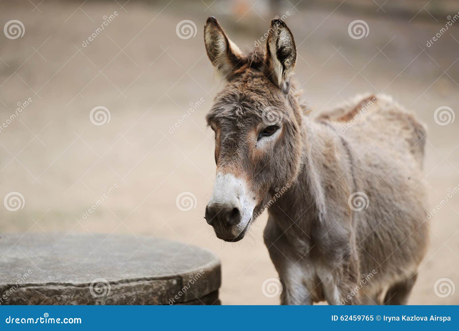 Donkey of brown color stock image. Image of eyes, portrait - 62459765