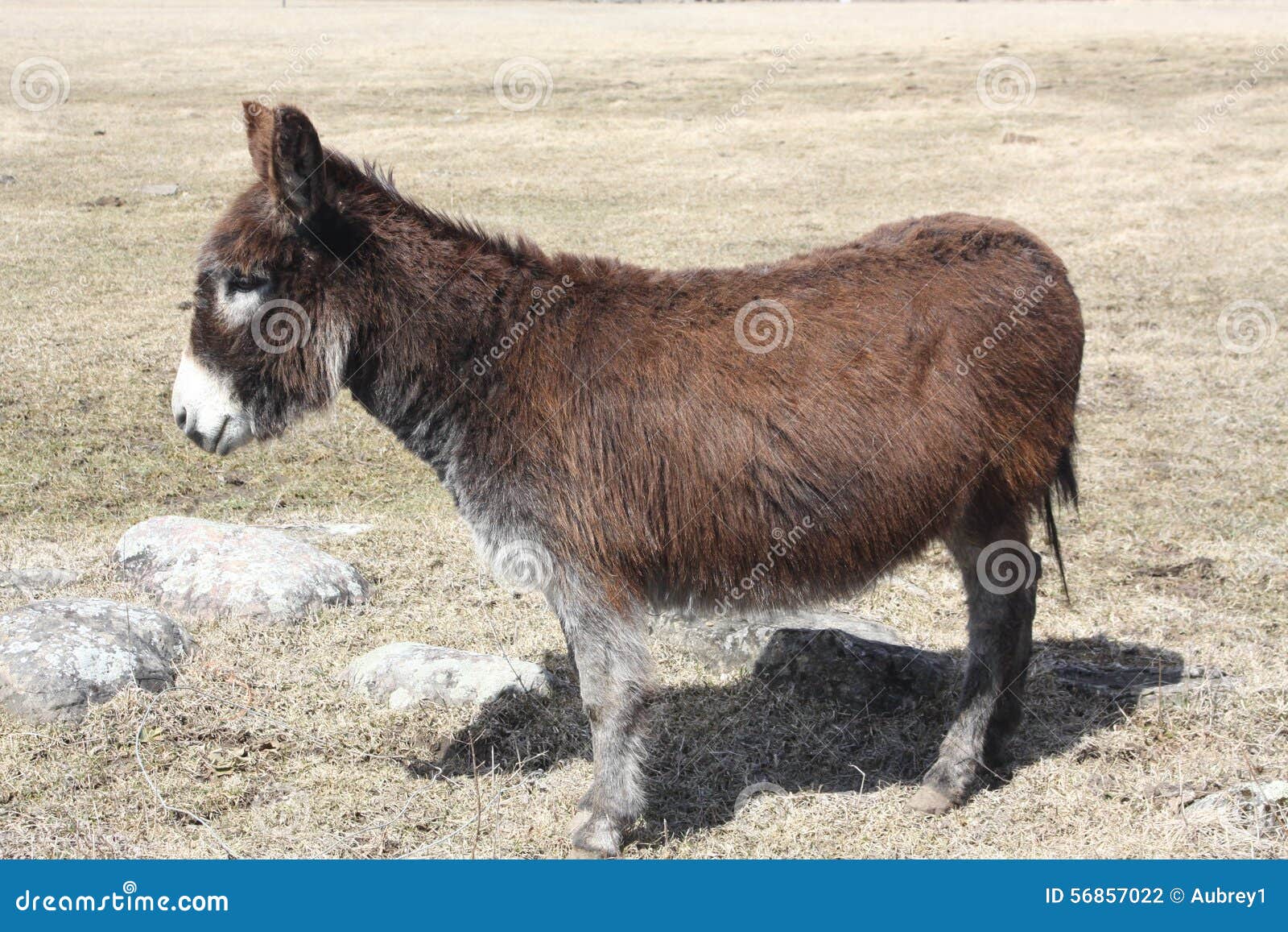 Donkey-Brown stock photo. Image of grass, field, shoulders - 56857022