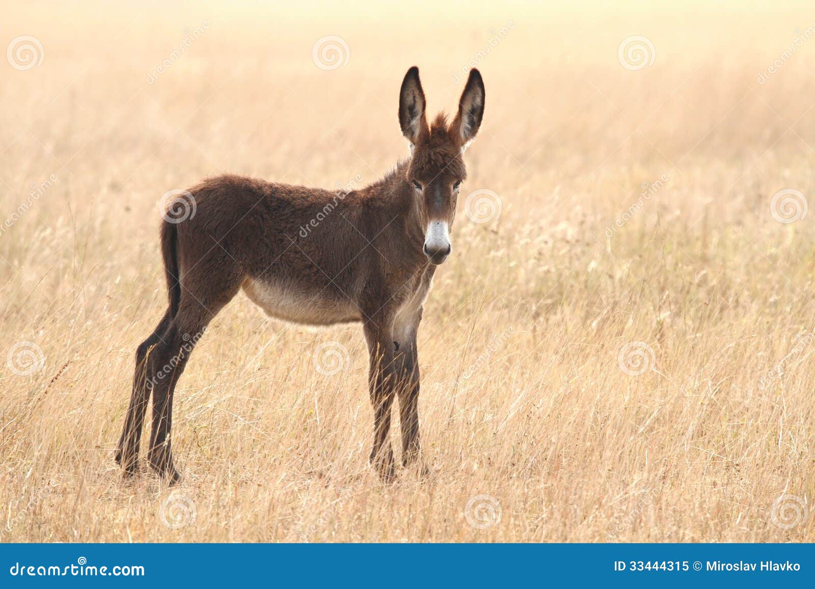 Donkey stock image. Image of pasture, meadow, animal - 33444315