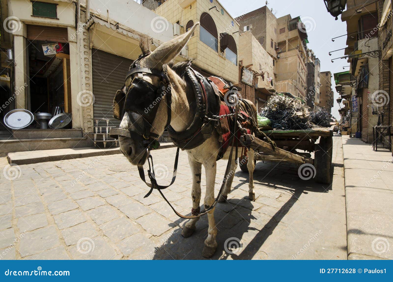 Donkey in Cairo stock photo. Image of alley, cairo, animal - 27712628