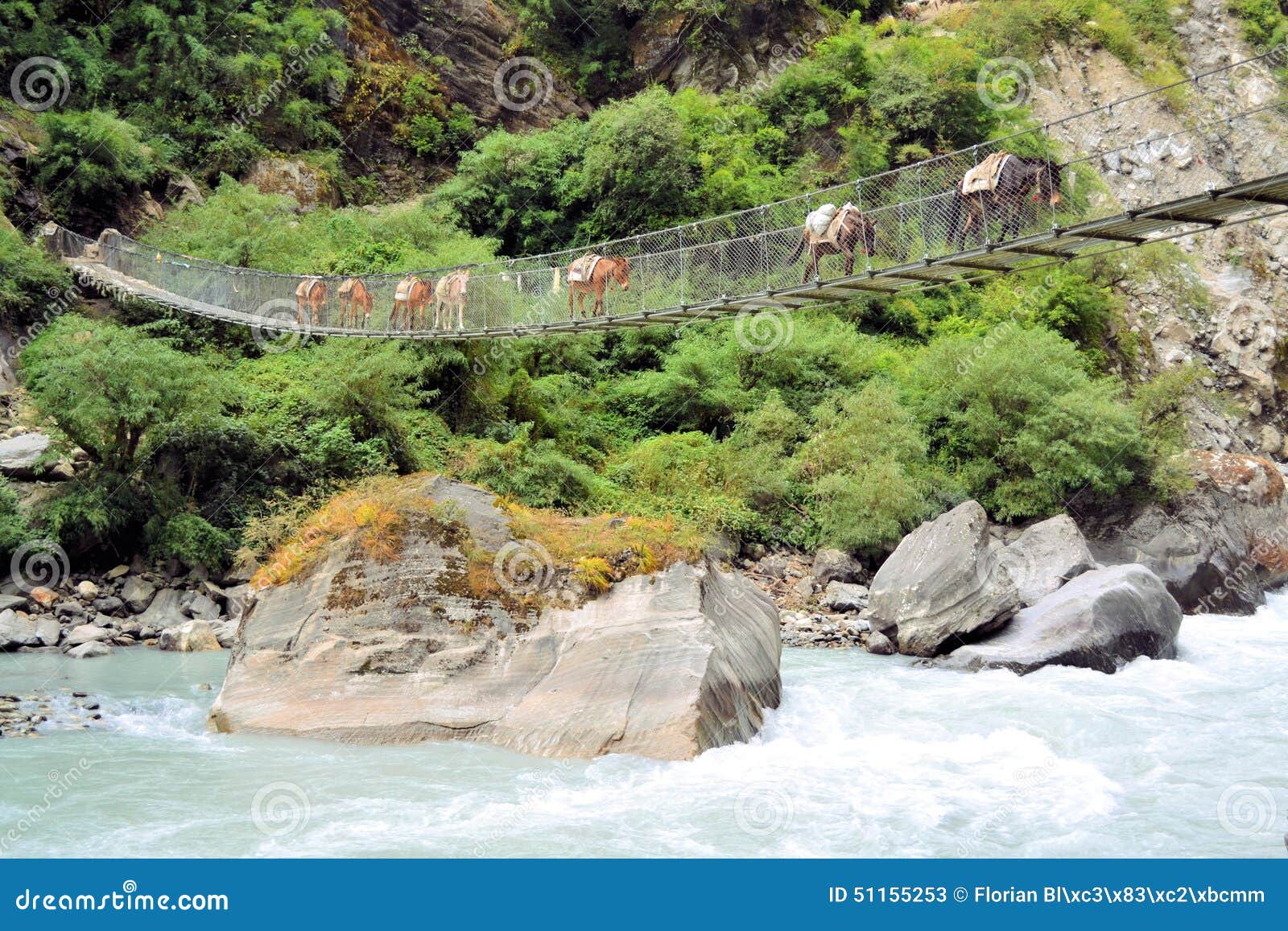 Donkey Caravan on the Bridge, Nepal Stock Image - Image of luggage ...