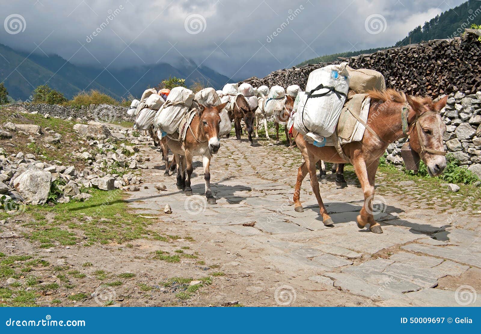 Donkey caravan in Nepal stock image. Image of harness - 50009697