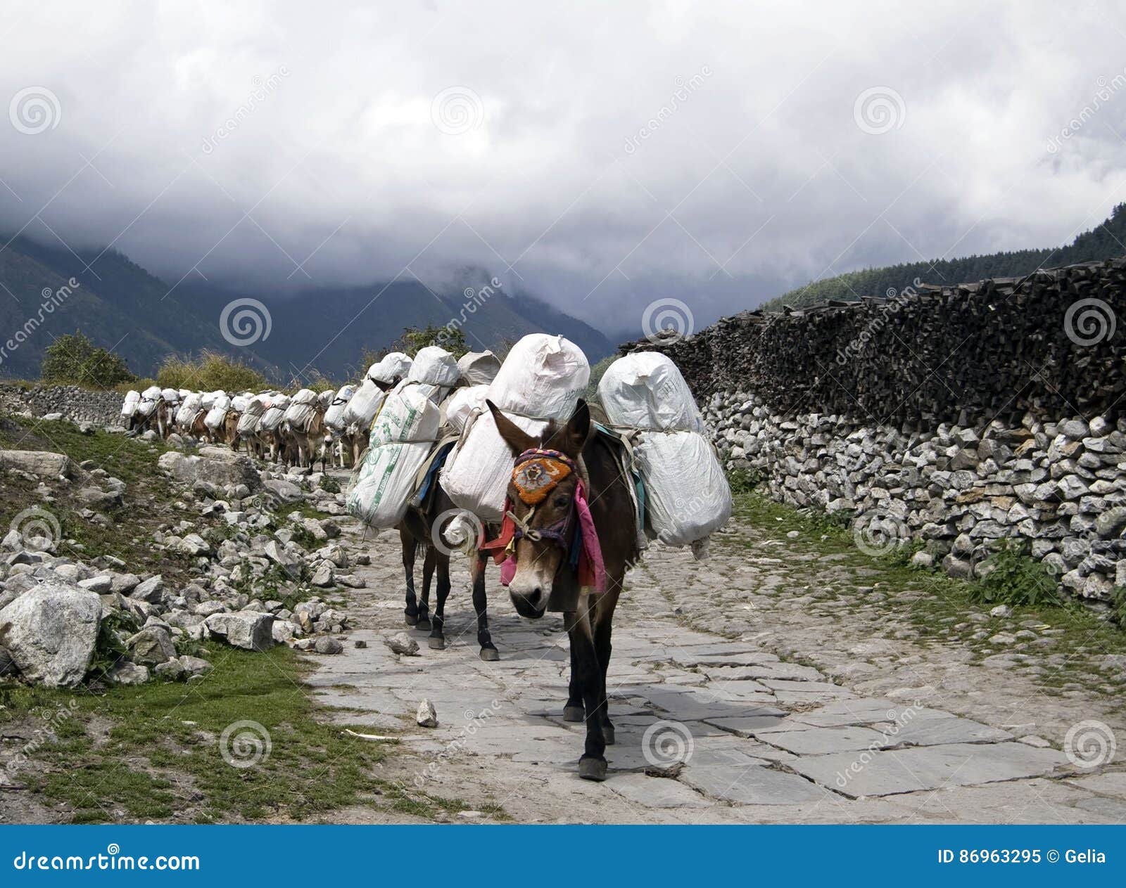 Donkey caravan in Nepal editorial image. Image of pack - 86963295