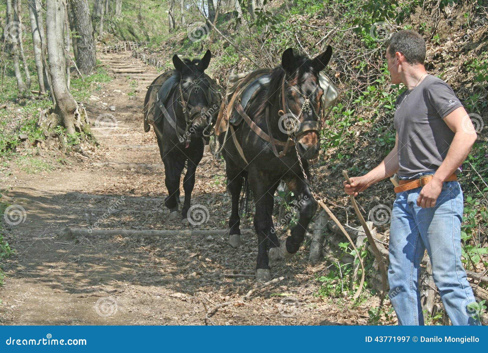 Donkey caravan editorial photography. Image of trek, maiori - 43771997