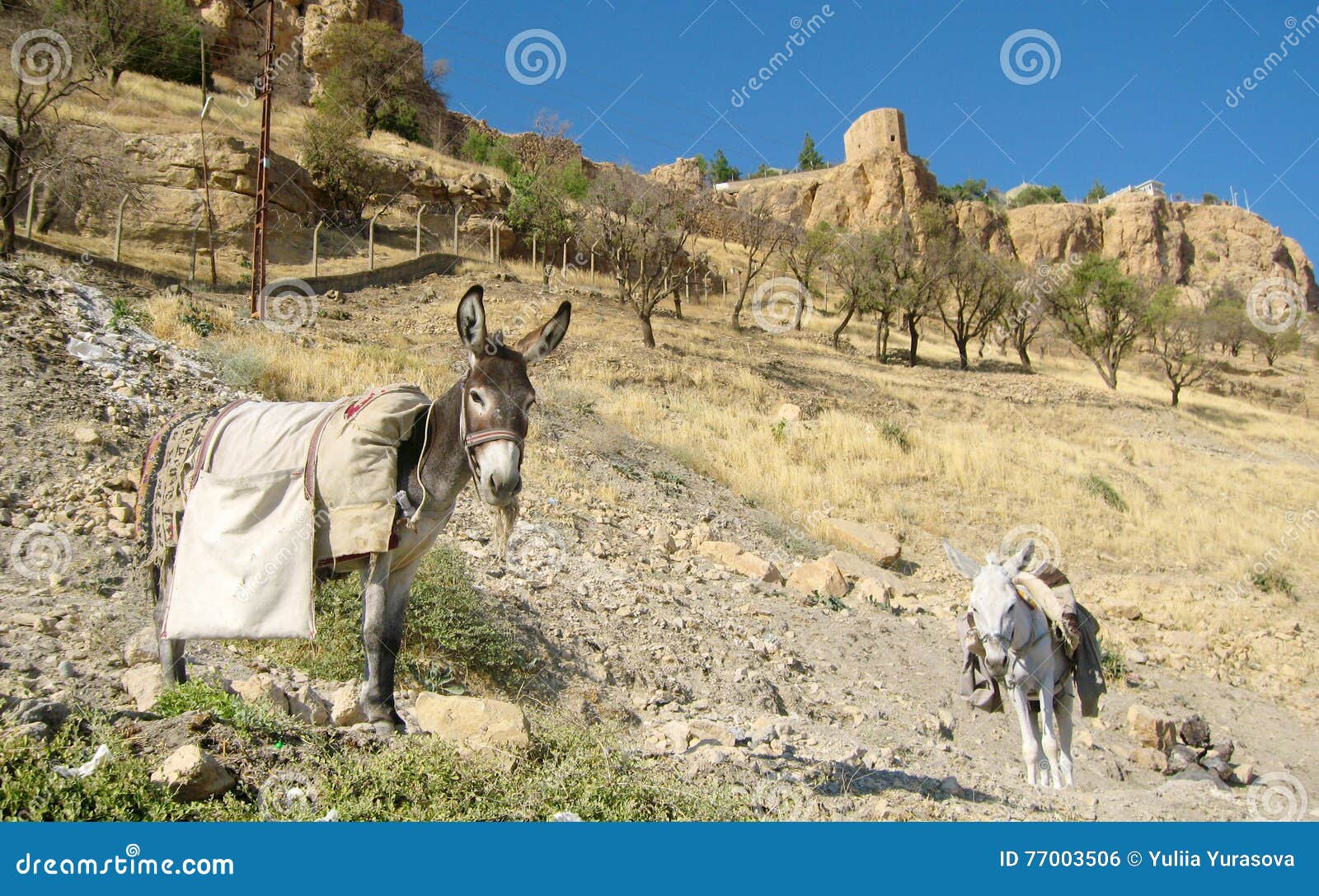 Donkey Back Stock Photos - Royalty Free Pictures