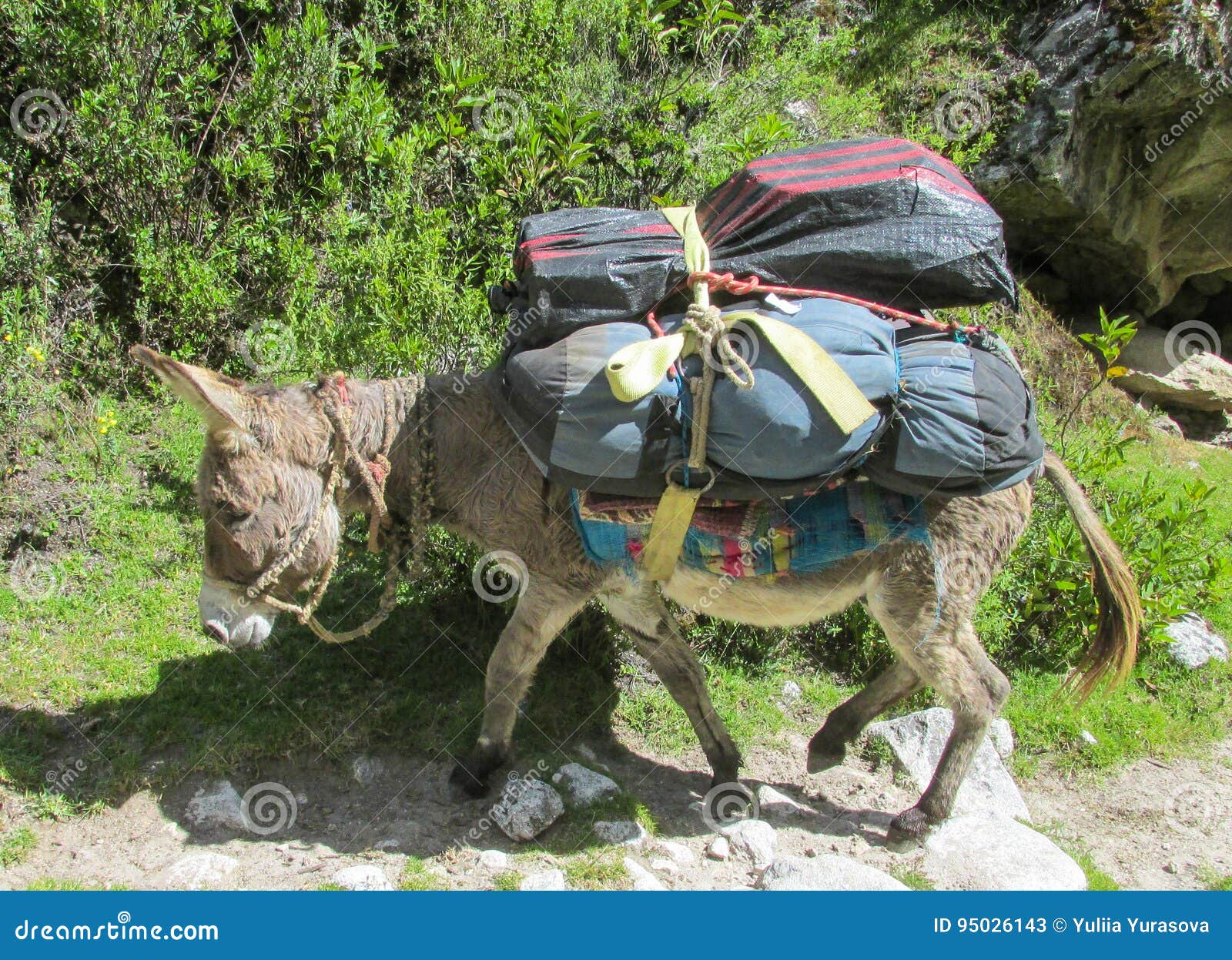 Donkey carry cargo stock image. Image of grey, gray, profile - 95026143