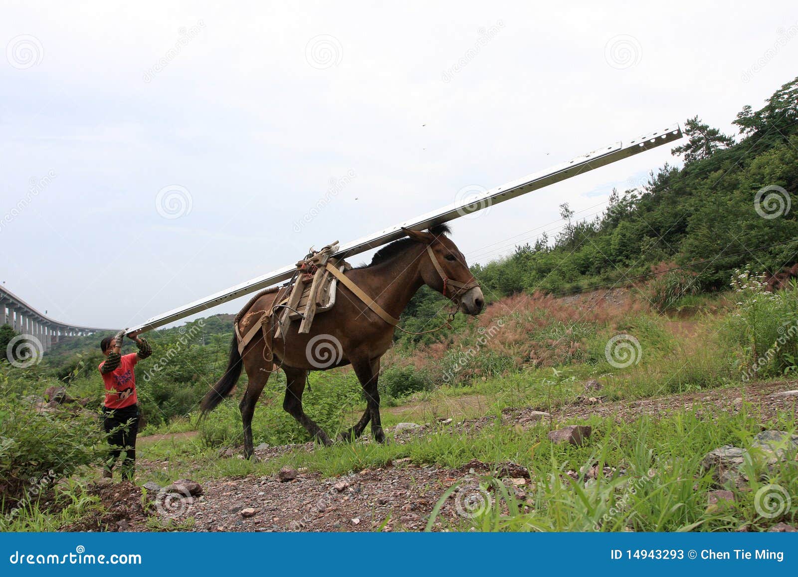 The Donkey is Carrying the Goods Editorial Stock Photo - Image of labor ...