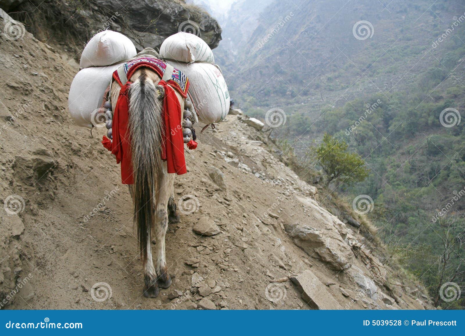 Donkey Carrying Heavy Loads, Annapurna Stock Photo - Image of saddle ...