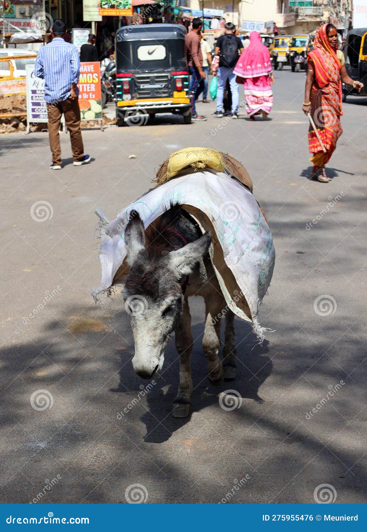 Donkey is Carrying Rocks for Construction Editorial Photo - Image of ...