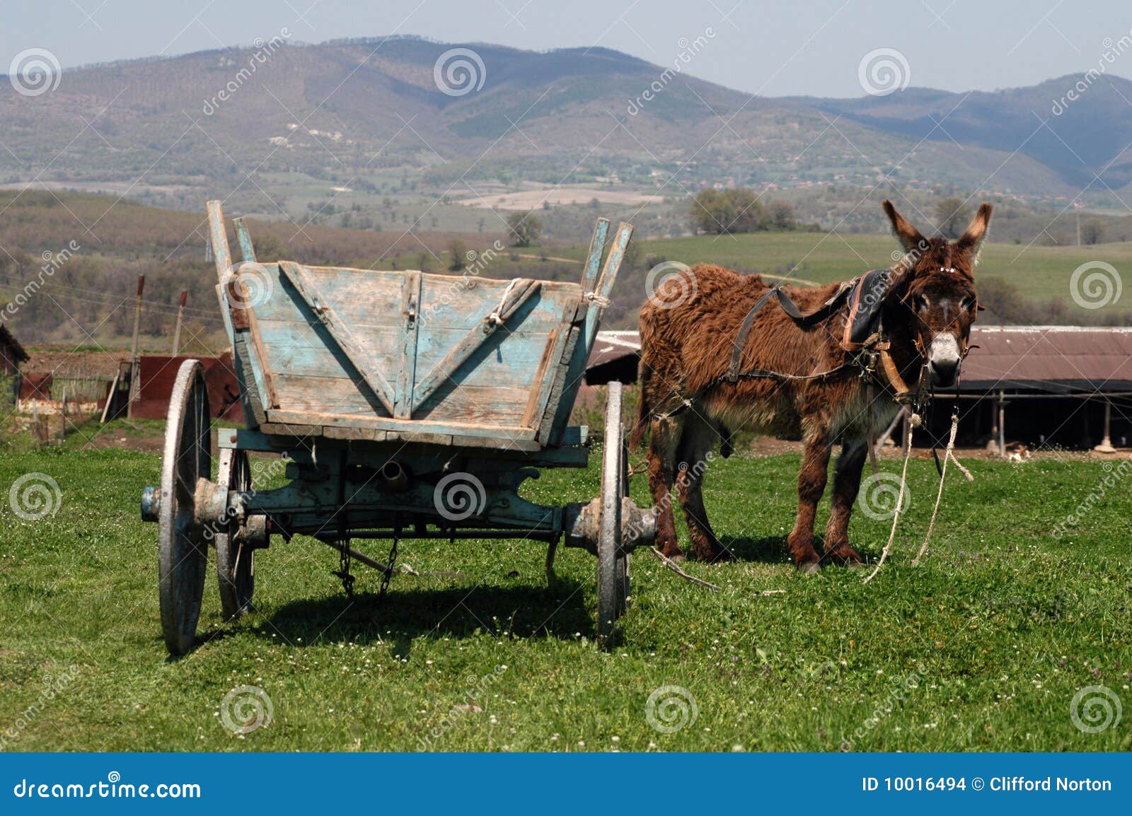 Donkey and cart stock photo. Image of horses, eastern - 10016494