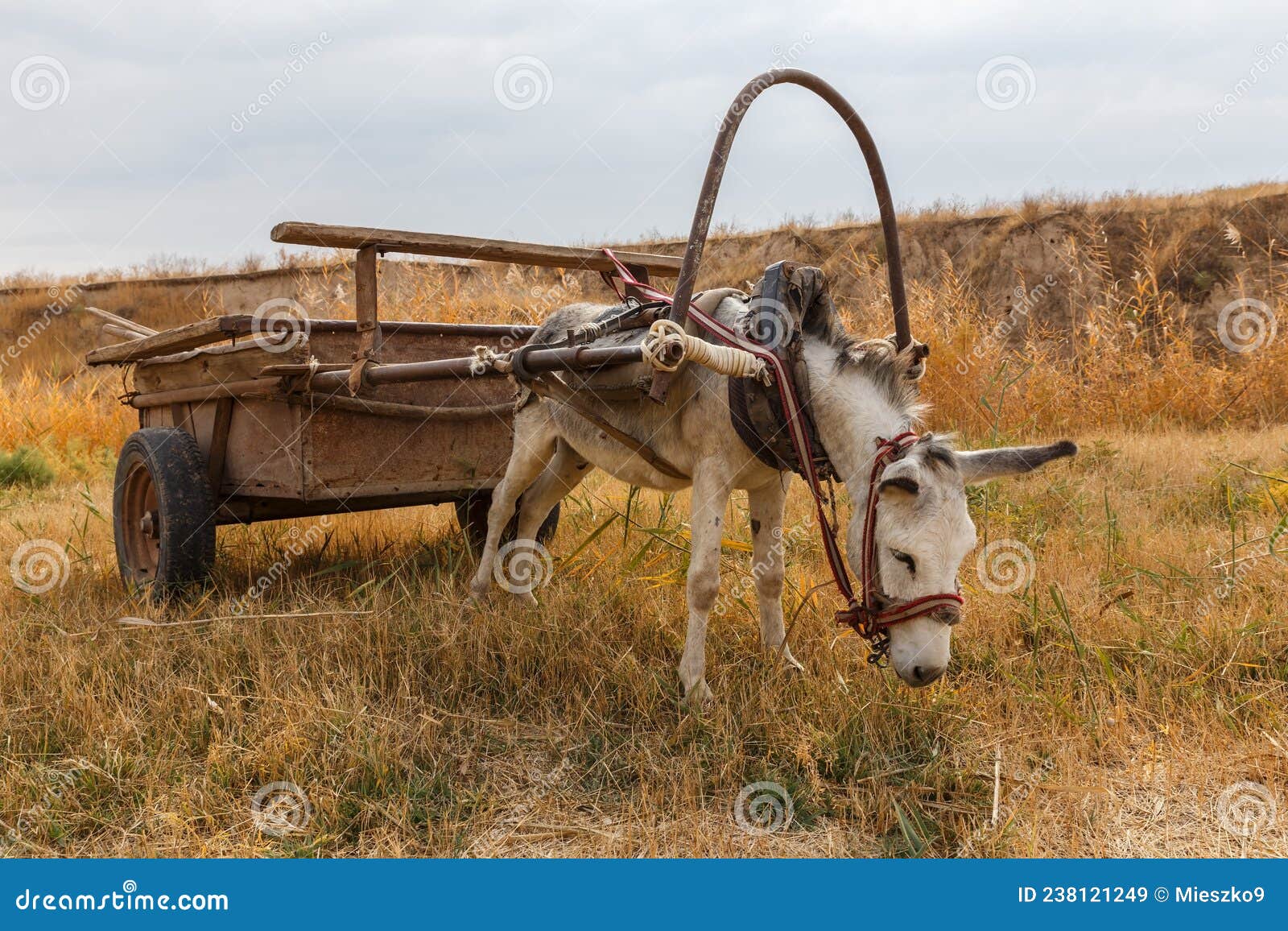 Donkey with cart stock image. Image of transportation - 238121249