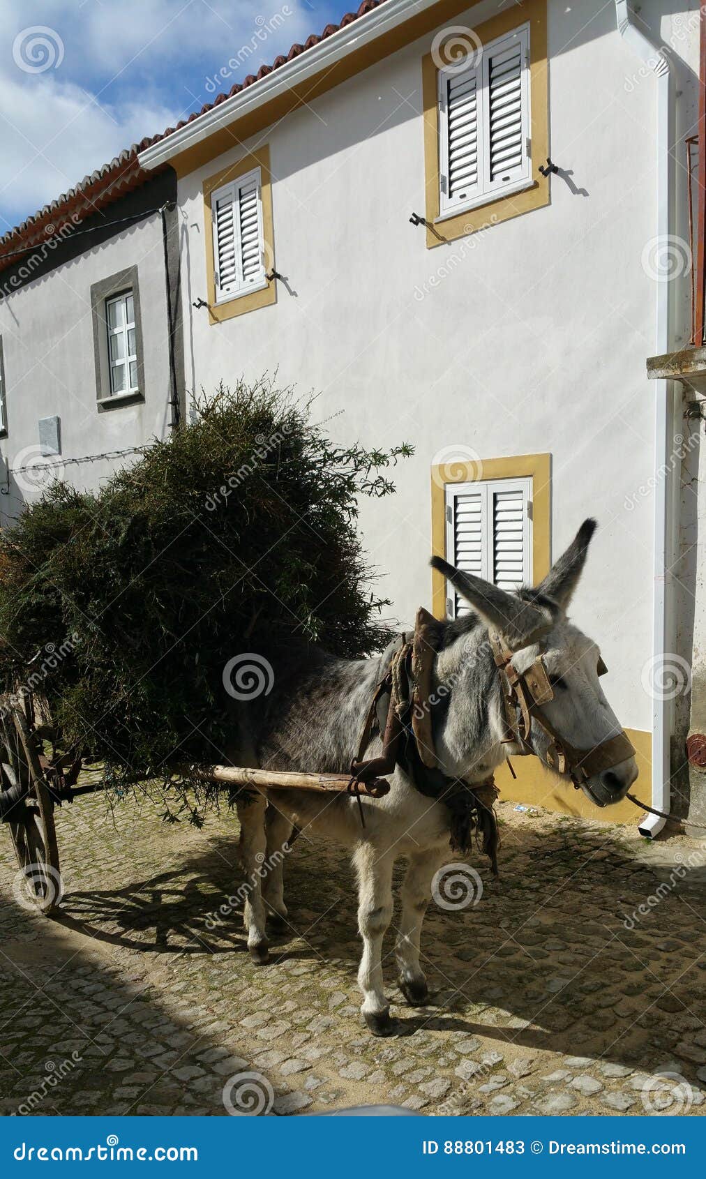 Donkey and Cart stock image. Image of working, cart, village - 88801483