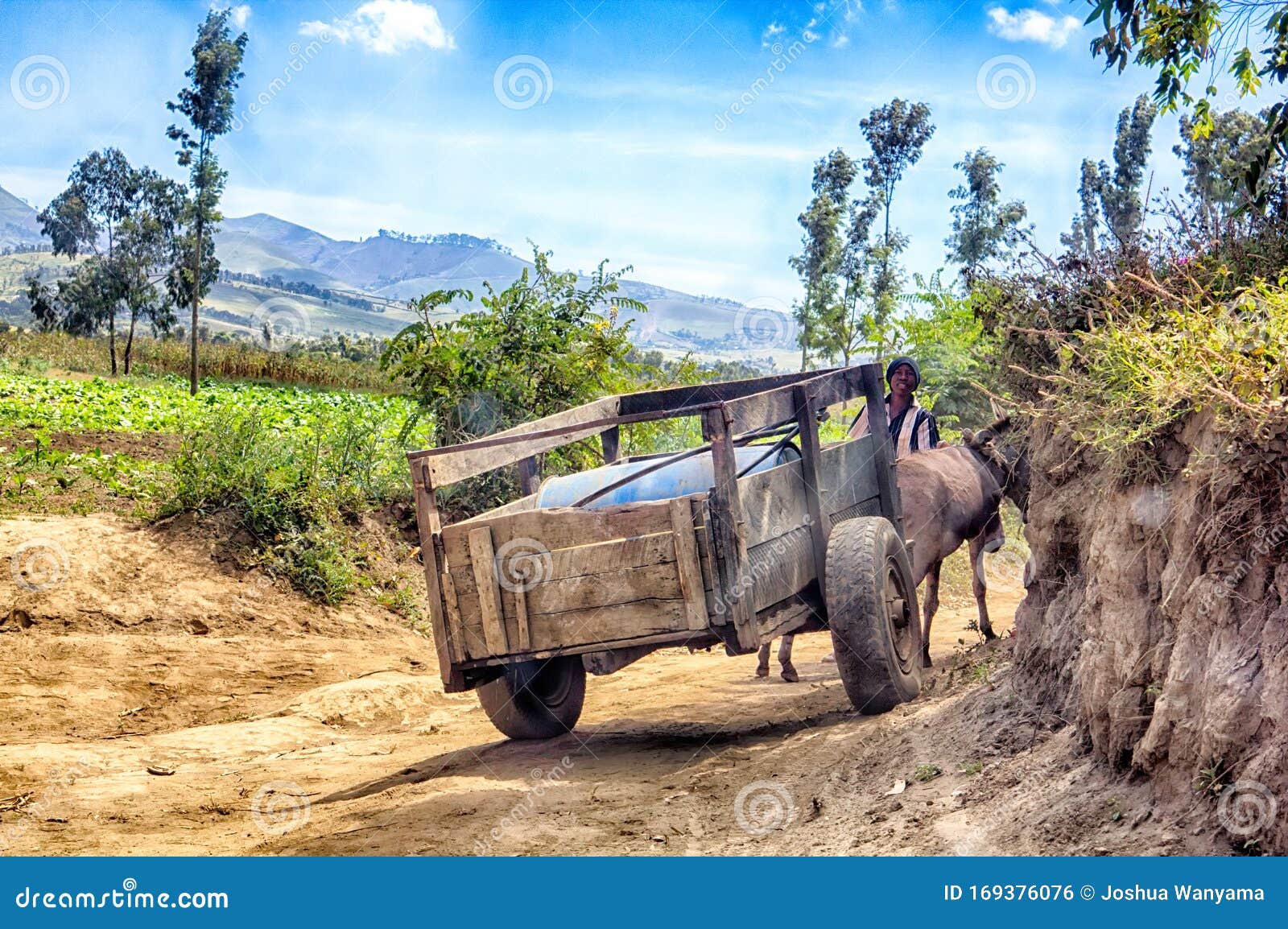 Donkey Cart on Village Path Editorial Photo - Image of path, trees ...