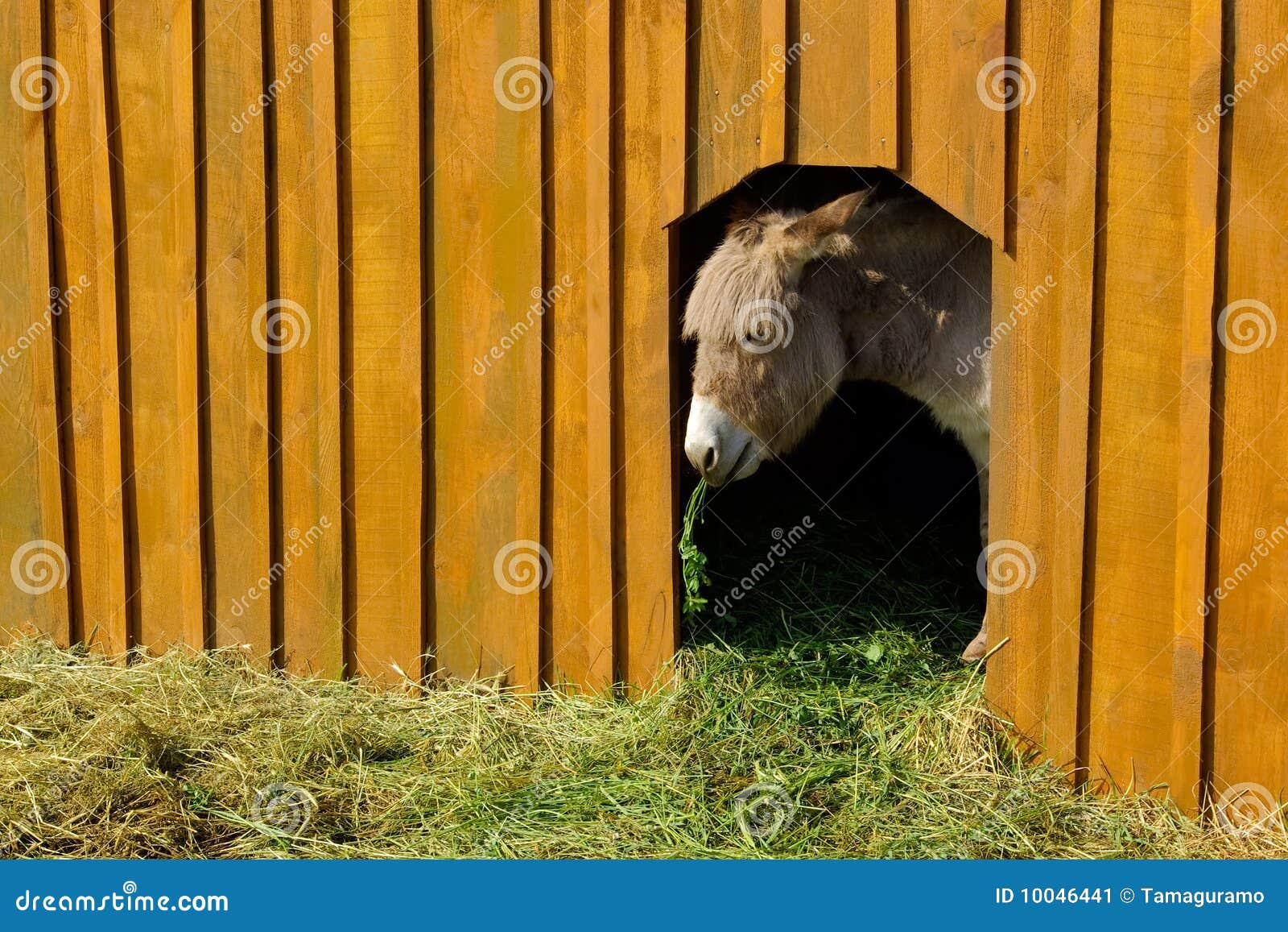 Donkey in cattle-shed stock image. Image of mule, livestock - 10046441