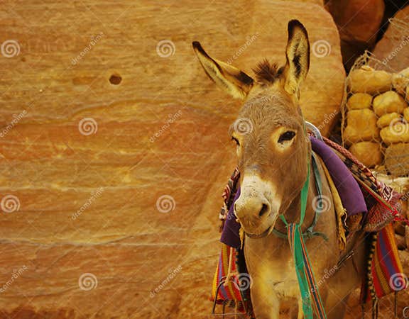 Donkey in the caves stock photo. Image of tourism, animal - 9514244