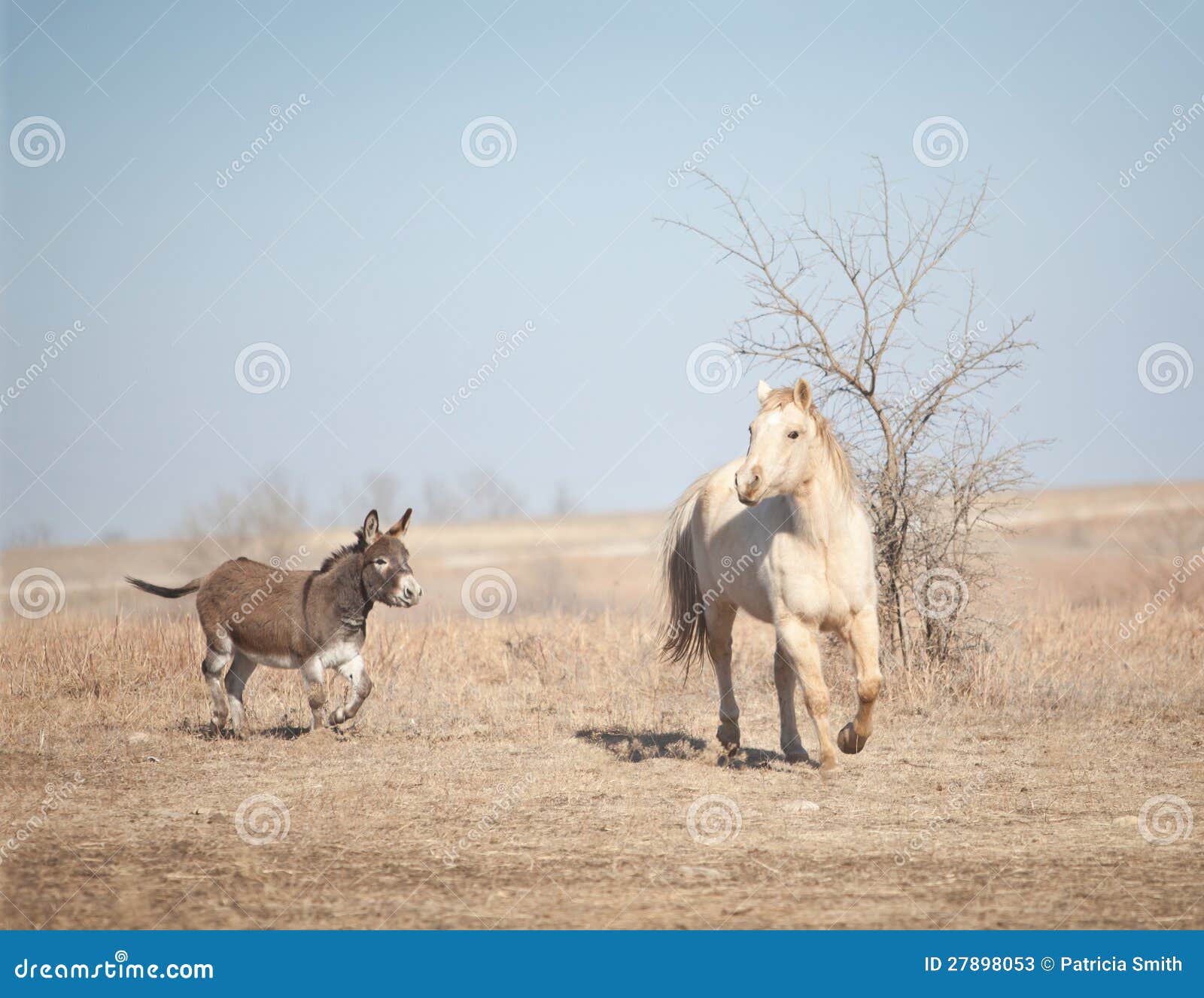 Donkey chasing horse stock image. Image of playing, playful - 27898053