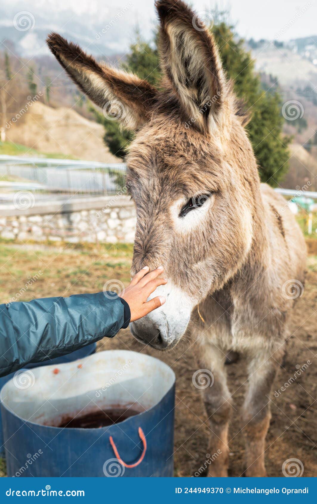 A Small Hand Caresses a Donkey Stock Photo - Image of donkey, species ...