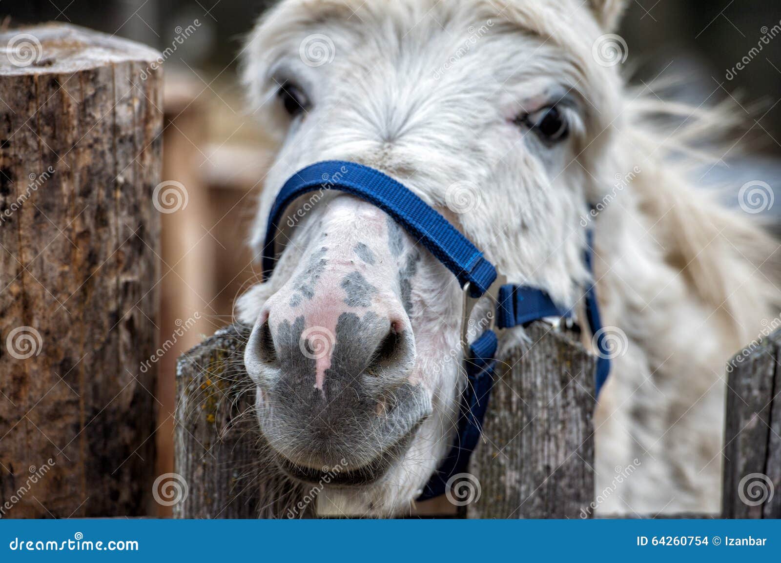 Donkey Close Up Portrait Looking at You Stock Photo - Image of donkey ...