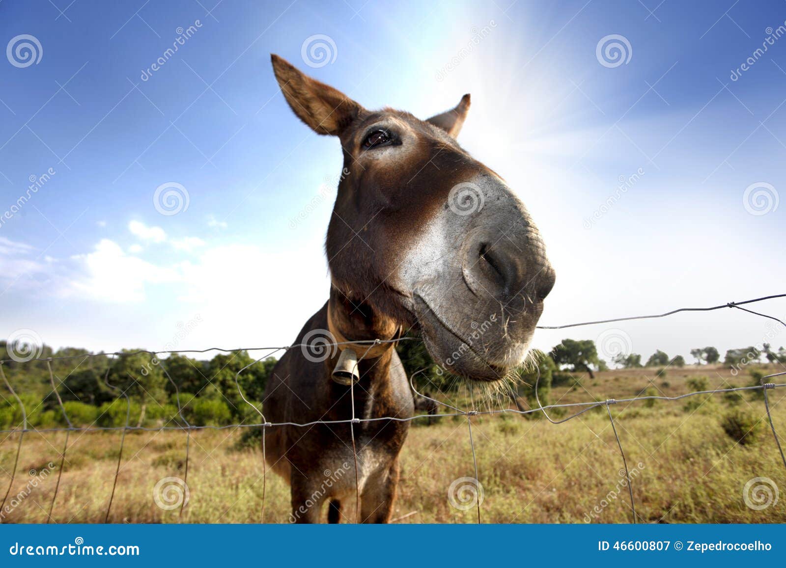 Donkey stock image. Image of looking, young, park, field - 46600807