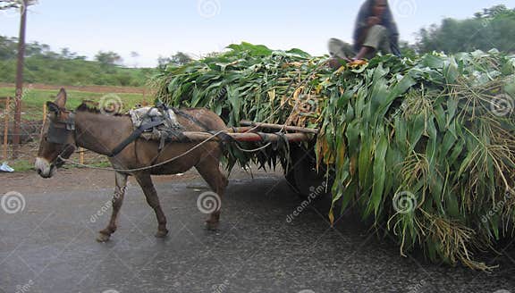 Donkey and the Corn stock image. Image of burning, curious - 1265927