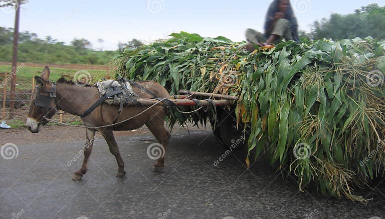 Donkey and the Corn stock image. Image of burning, curious - 1265927