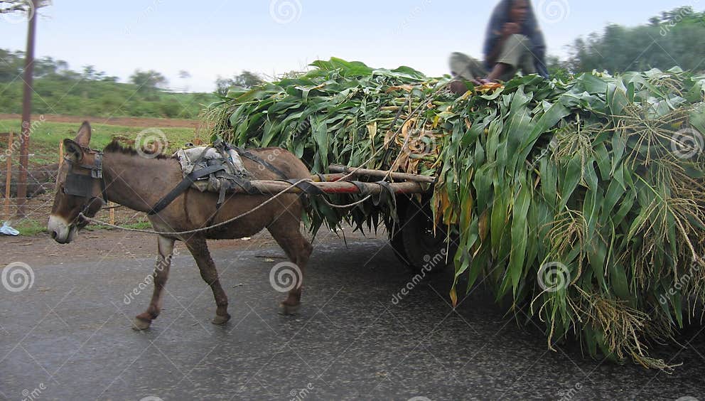 Donkey and the Corn stock image. Image of burning, curious - 1265927
