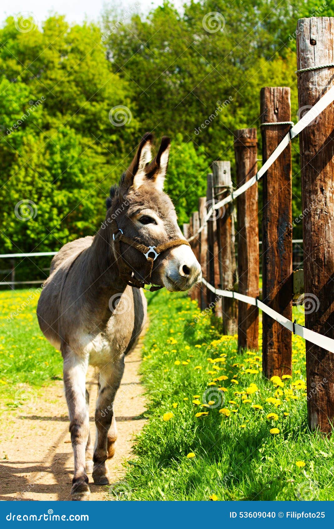 Donkey in the corral stock photo. Image of countryside - 53609040