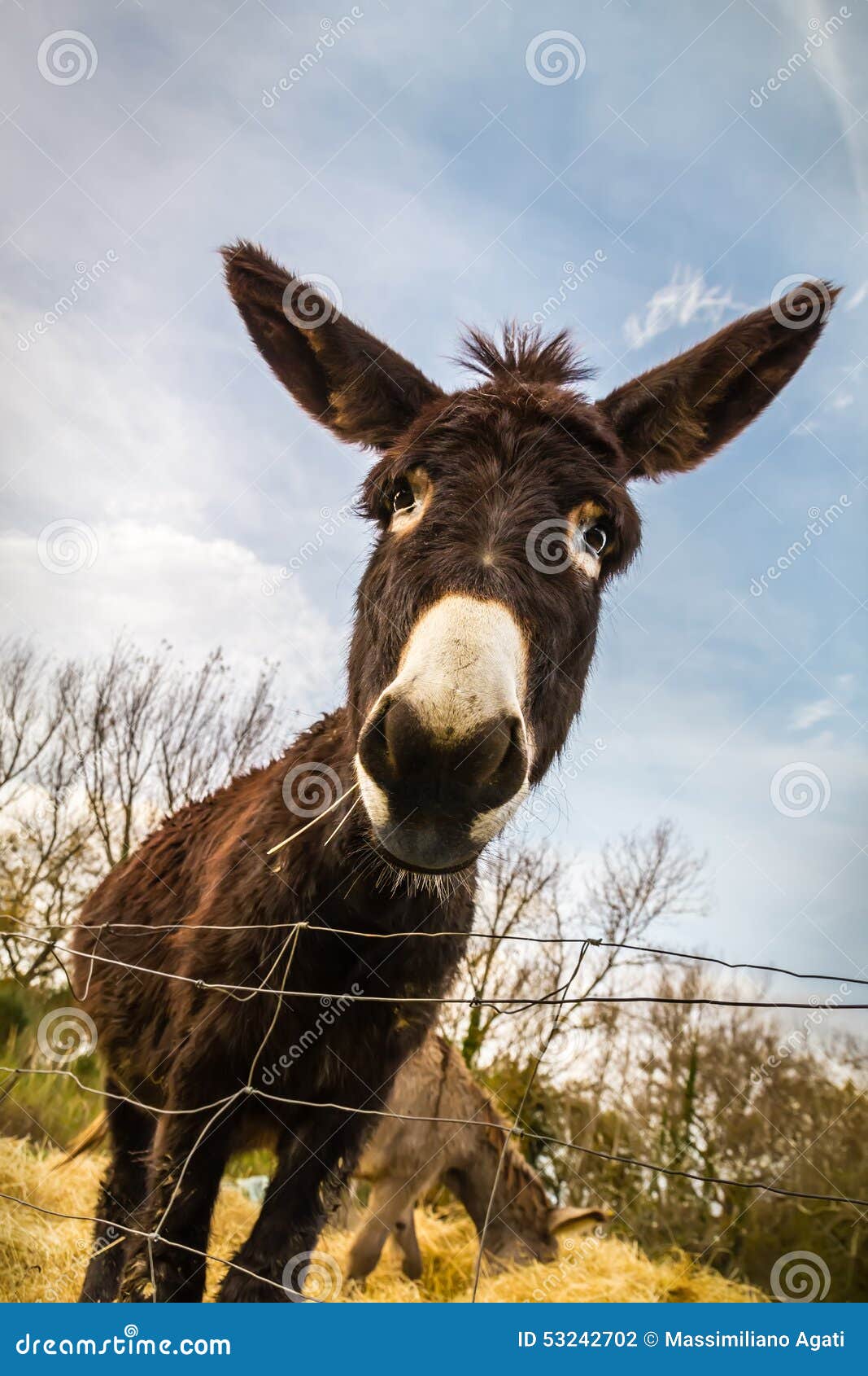 Donkey in the countryside stock photo. Image of cute - 53242702
