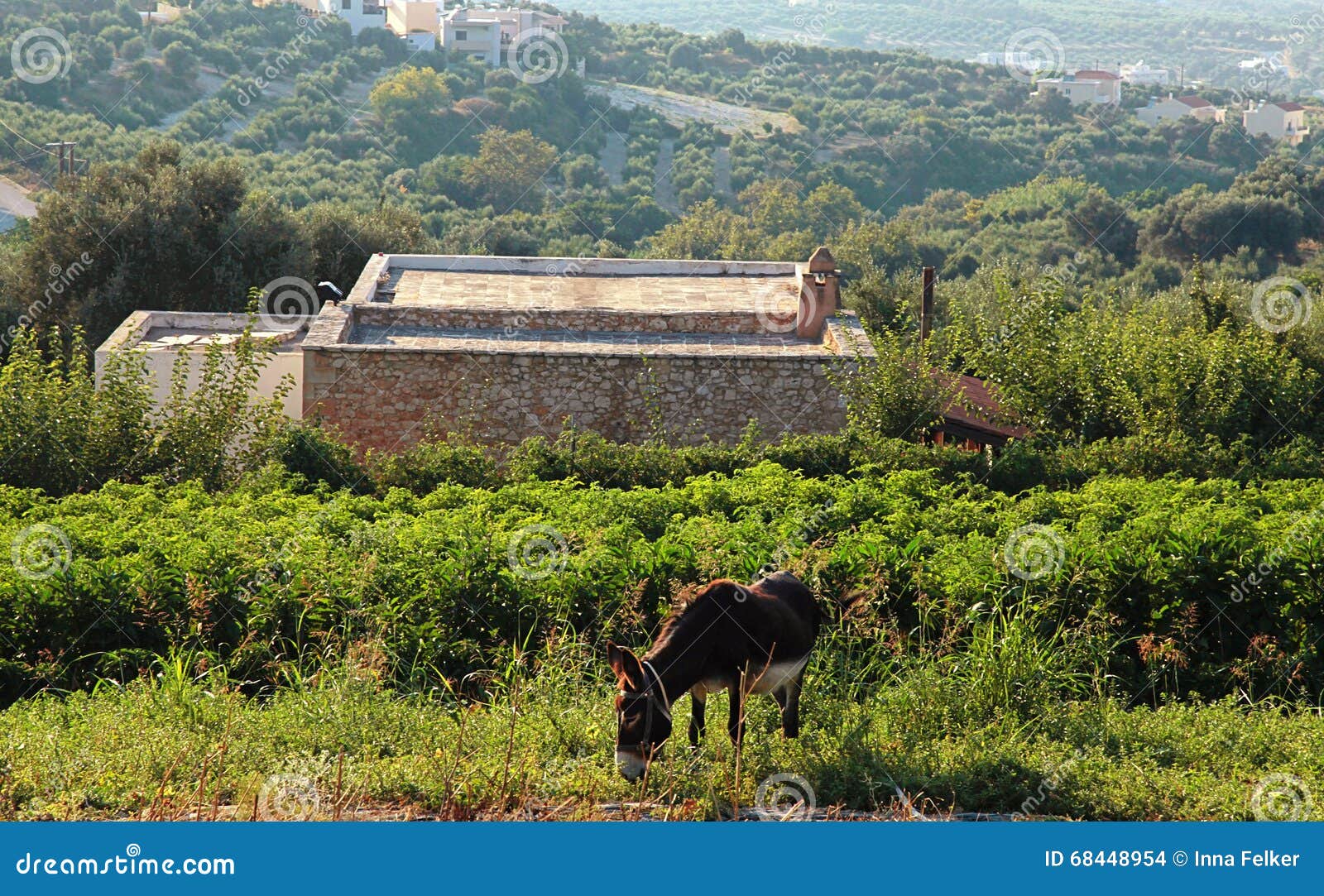 Donkey on Countryside Landscape, Crete, Greece Stock Photo - Image of ...
