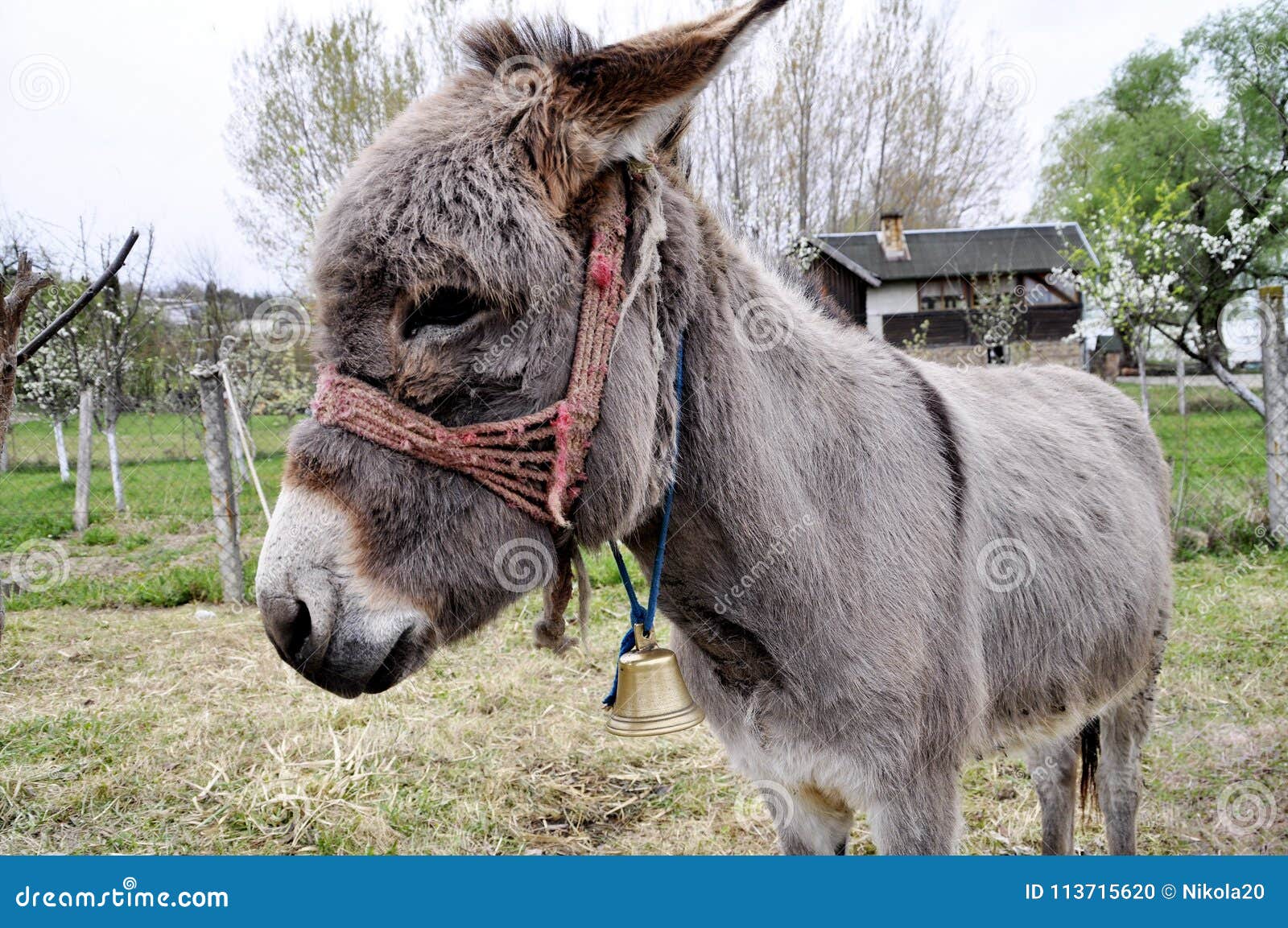 Donkey in the Courtyard of a House in the Spring. Stock Photo - Image ...