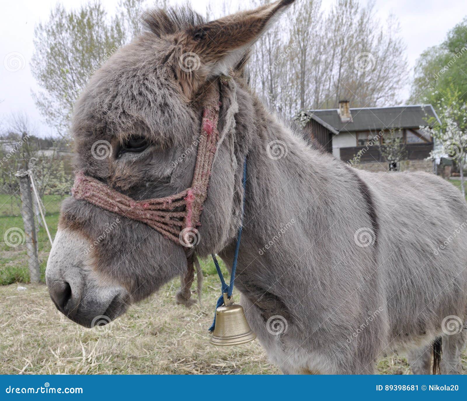 Donkey in the Courtyard of a House in the Spring Stock Image - Image of ...
