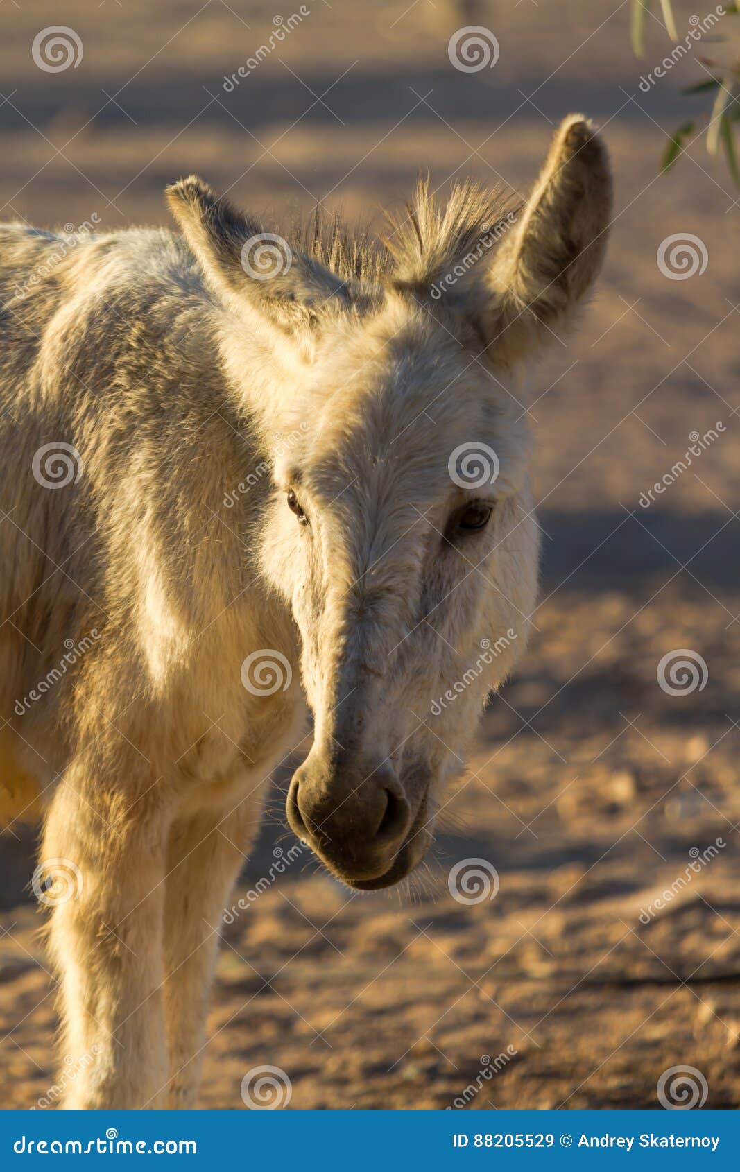 The Donkey is Covered by the Setting Sun and Looks To the Left Stock ...