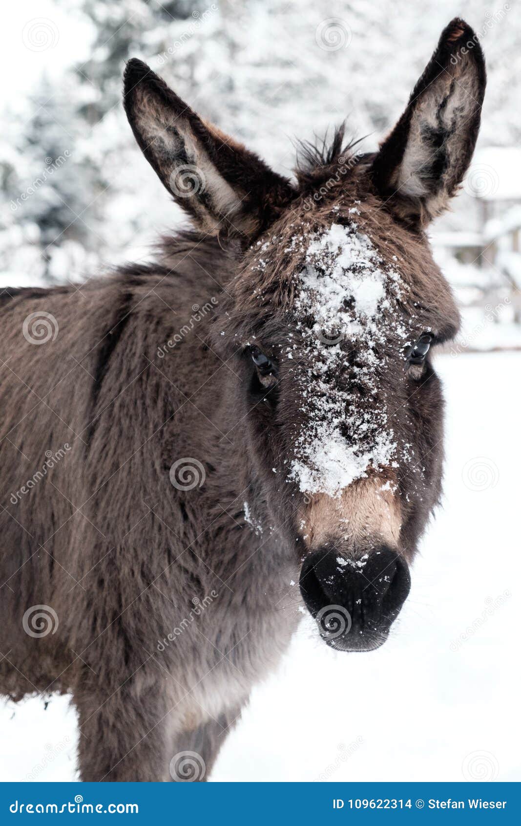 Donkey Covered with Snow with White Background Stock Photo - Image of ...