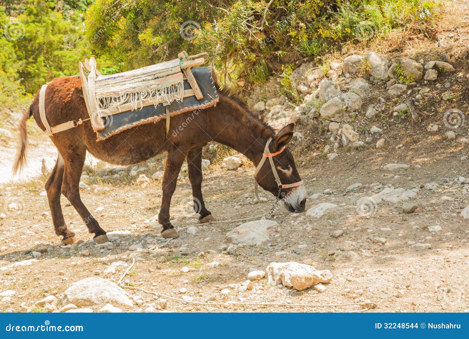 Donkey stock photo. Image of donkey, slope, pack, travel - 32248544